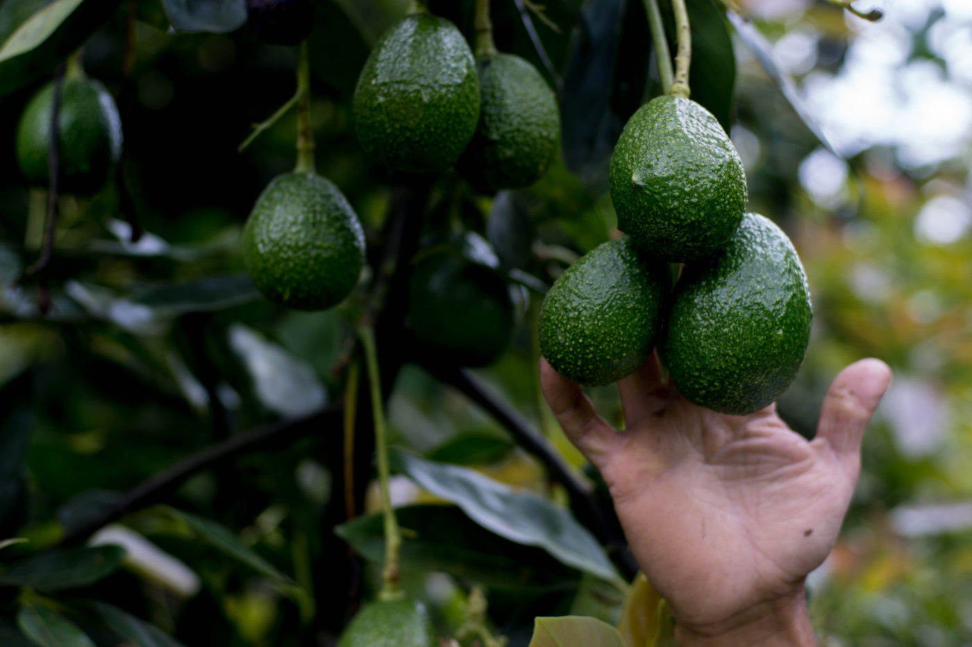 Komen al onze avocado’s binnenkort uit Colombia?